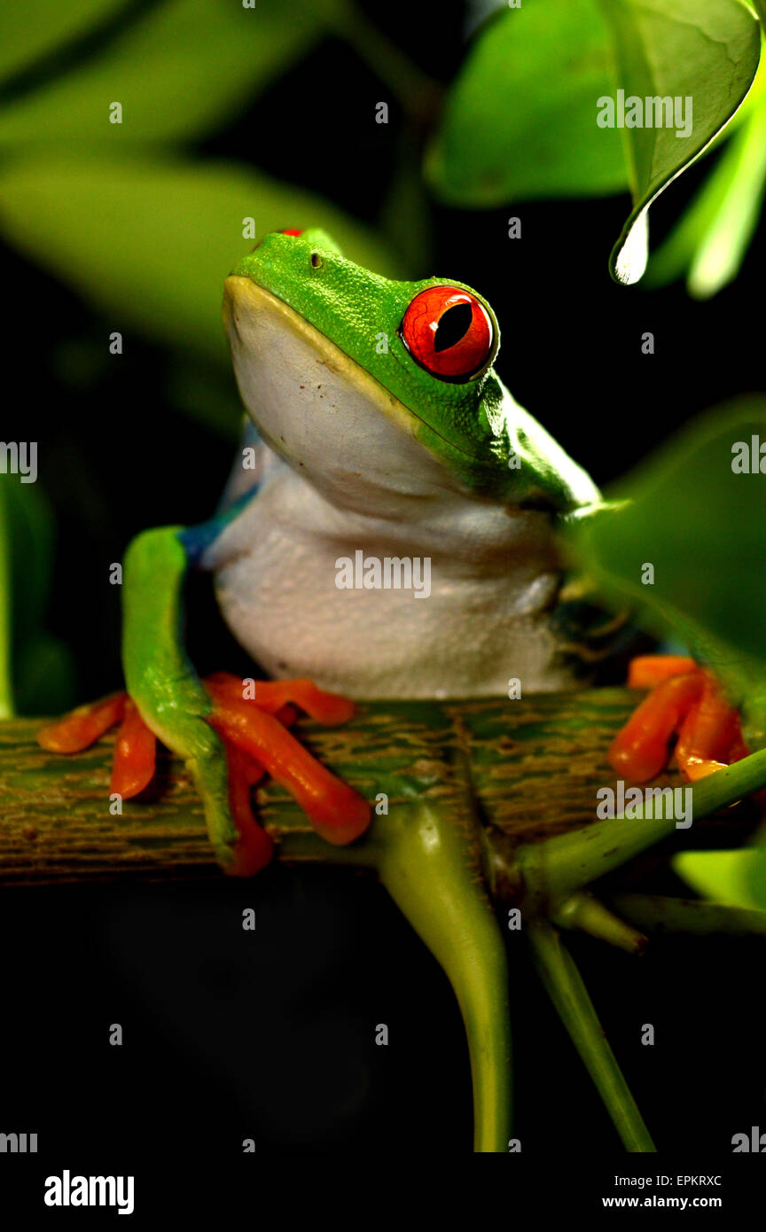 red eye frog Stock Photo - Alamy