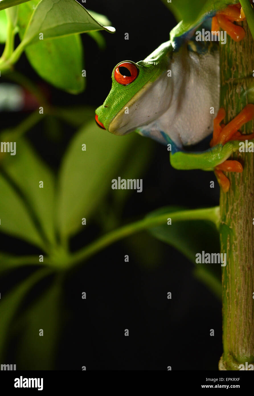 red eye frog Stock Photo - Alamy