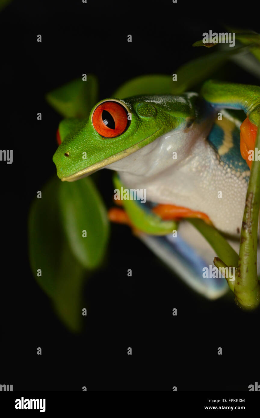 red eye frog Stock Photo - Alamy
