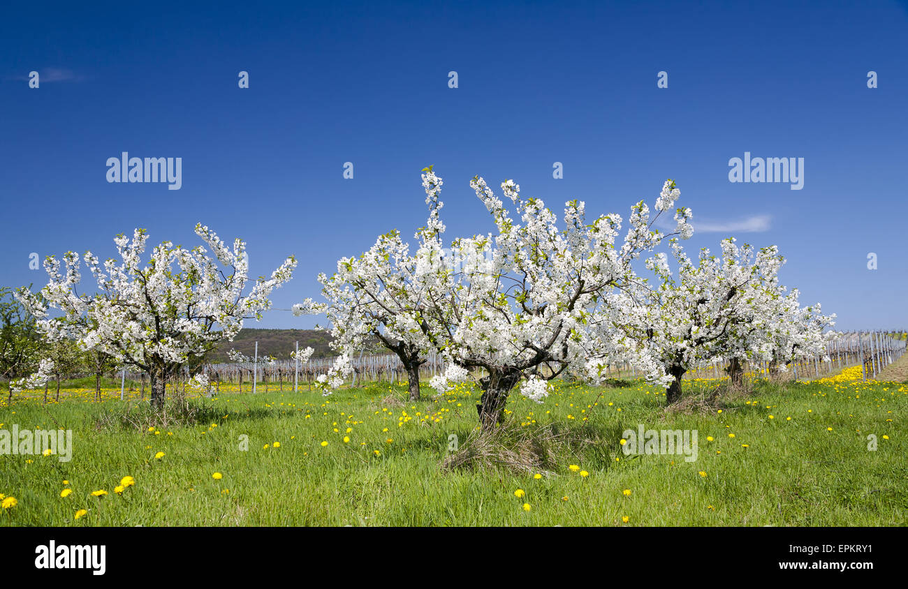 Fruit tree plantation Stock Photo - Alamy