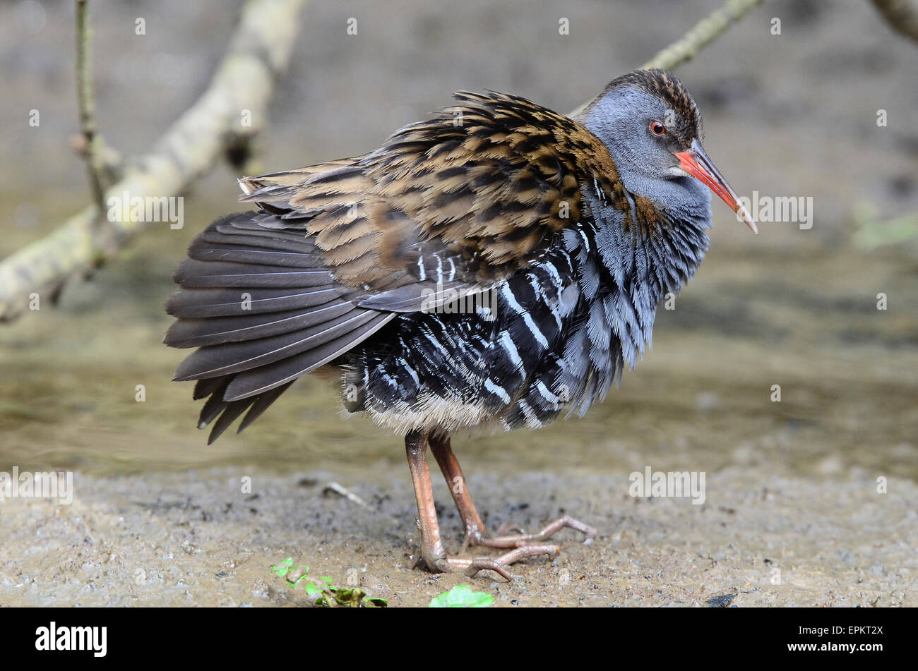 Fluffing High Resolution Stock Photography and Images - Alamy