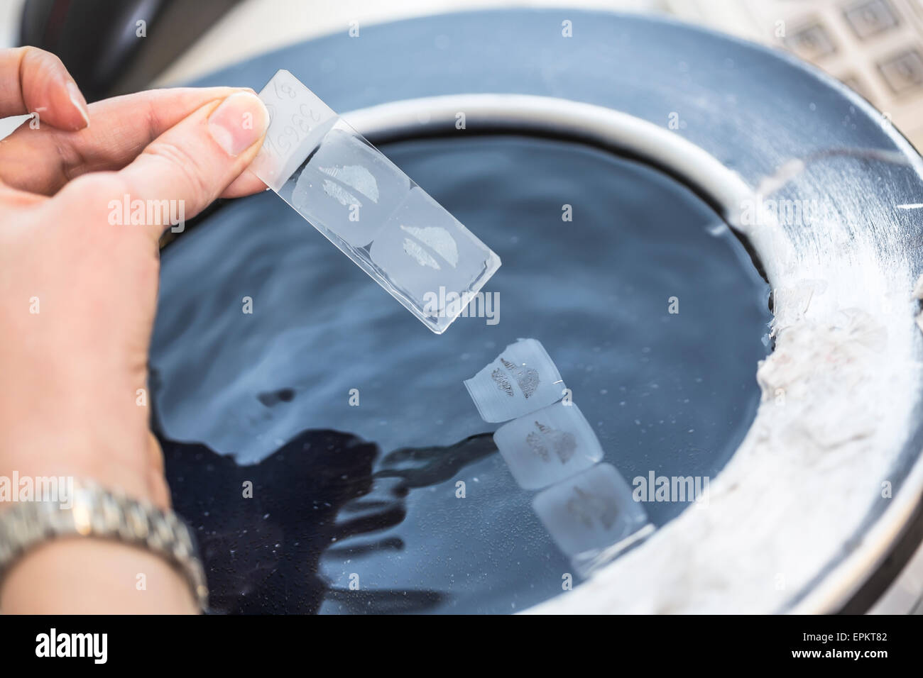 Producing of histological slides Stock Photo - Alamy