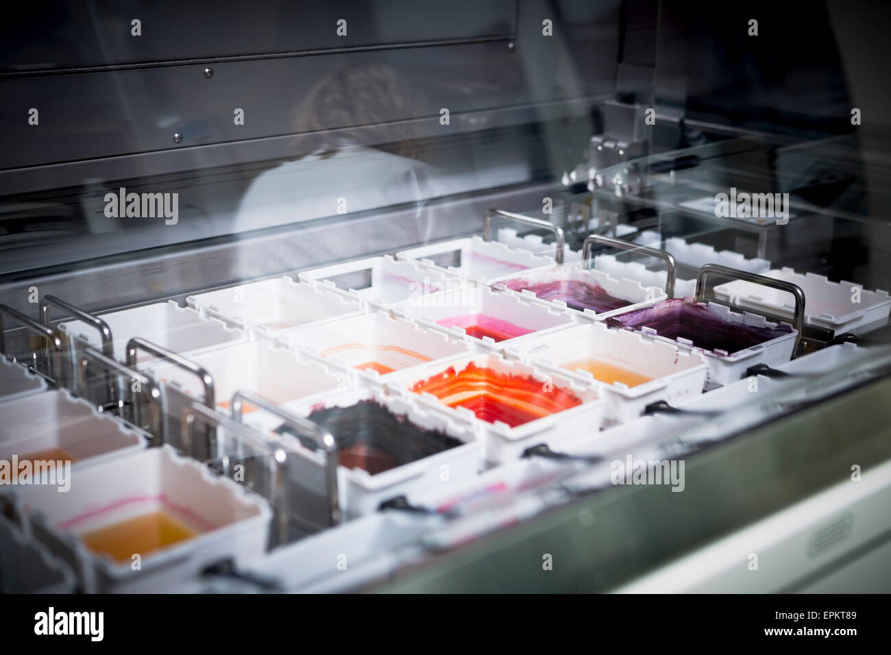 Histological examination with dye bath Stock Photo - Alamy