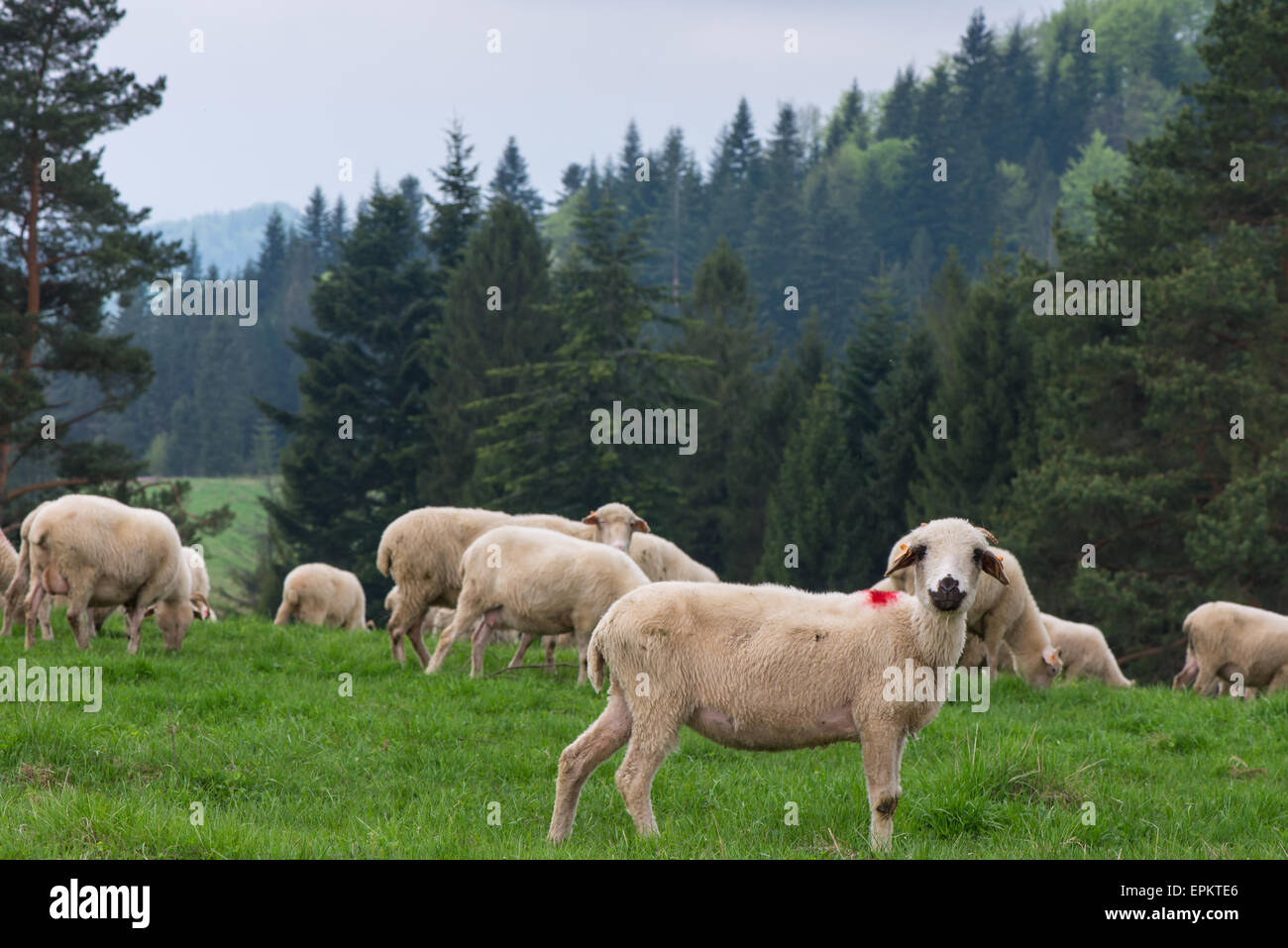 Tatra shepherd dog hi-res stock photography and images - Alamy