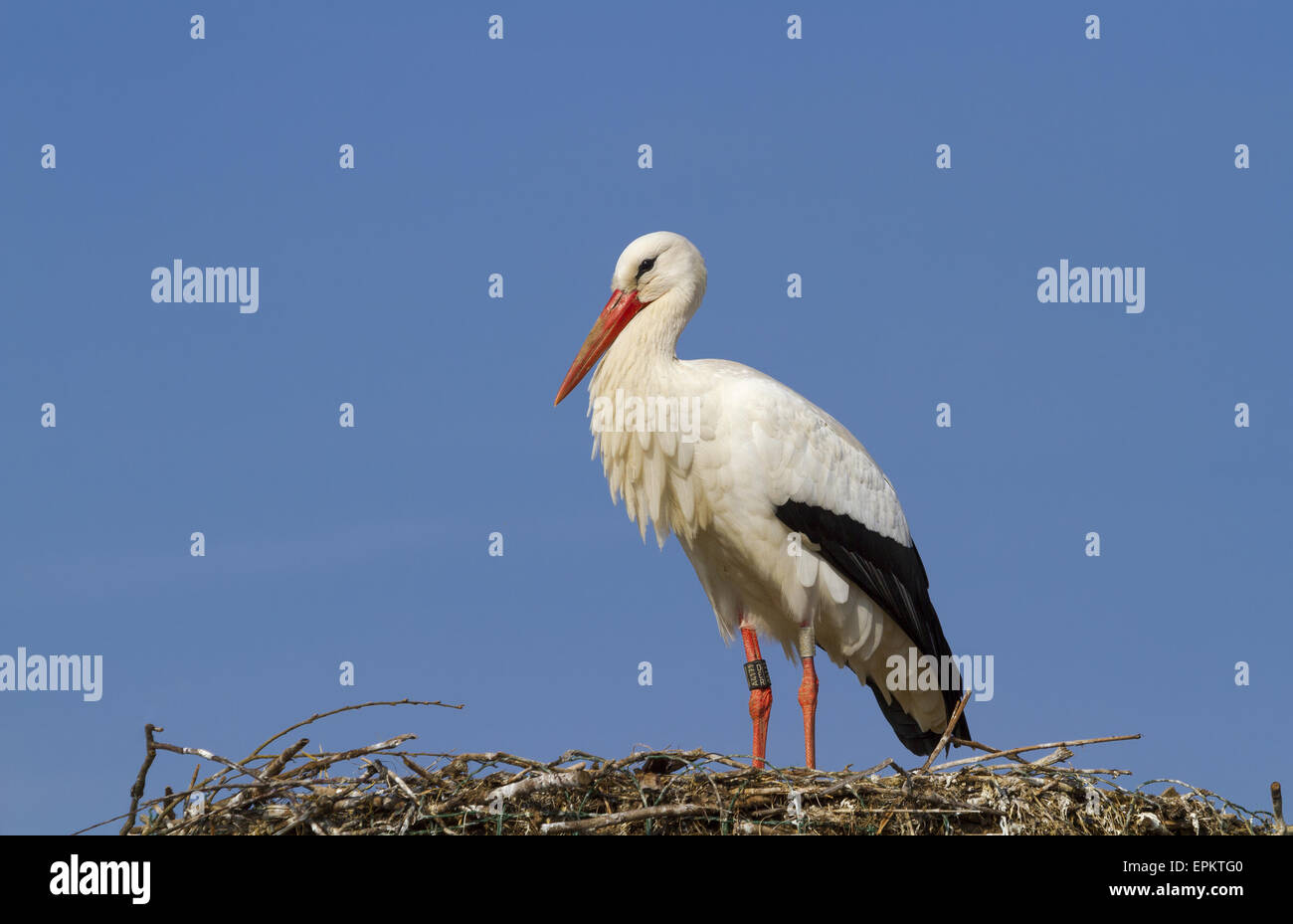 Langer schnabel hi-res stock photography and images - Alamy