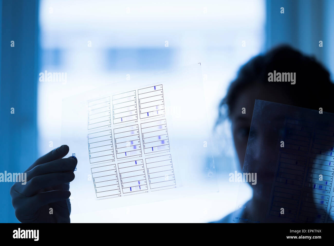 Silhouette of lab technician looking at test sheets Stock Photo - Alamy