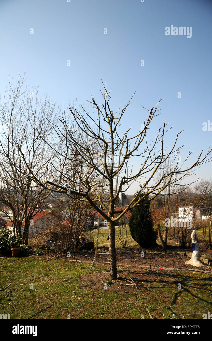 Apple tree pruning Stock Photo - Alamy
