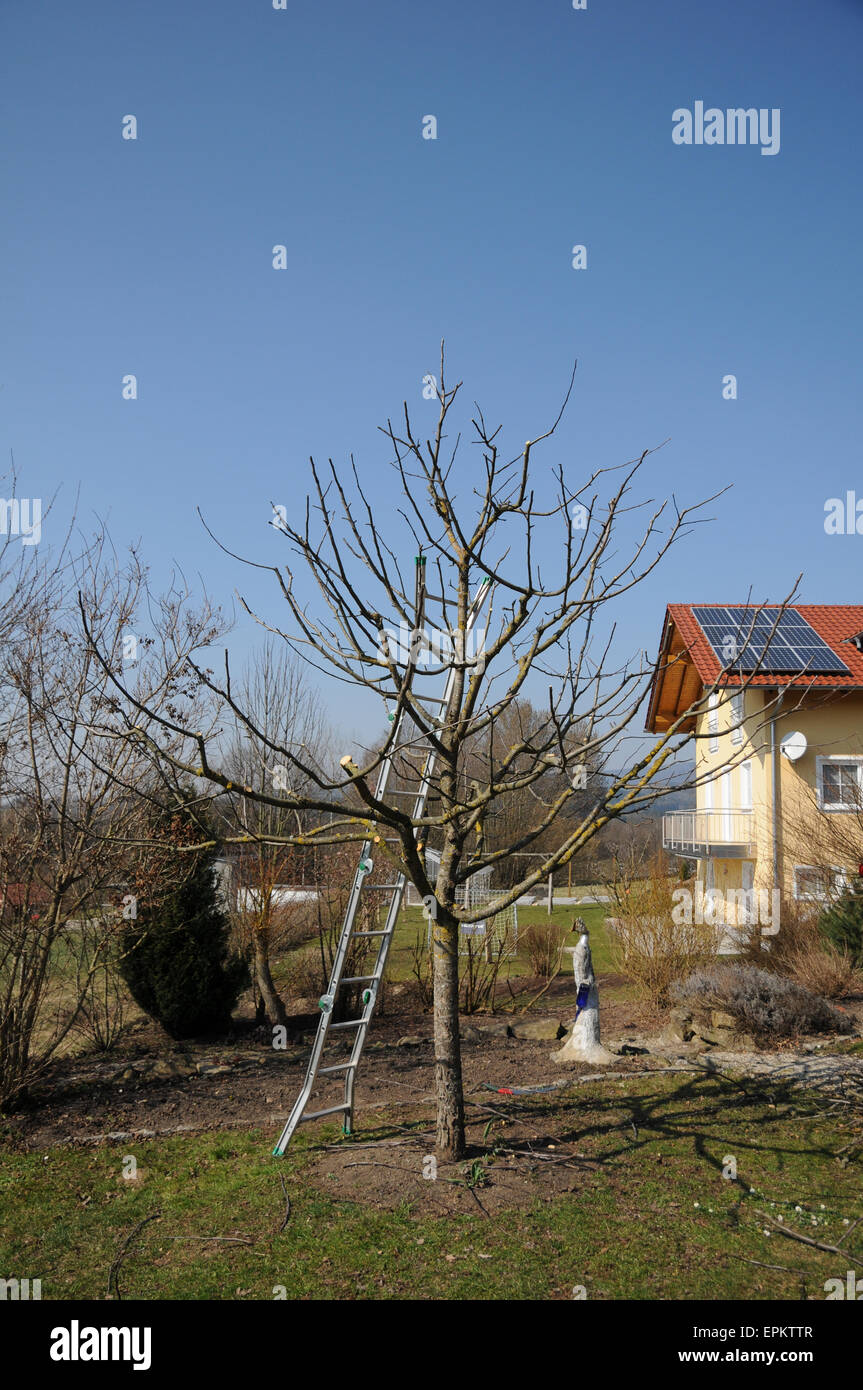 Apple tree pruning Stock Photo - Alamy