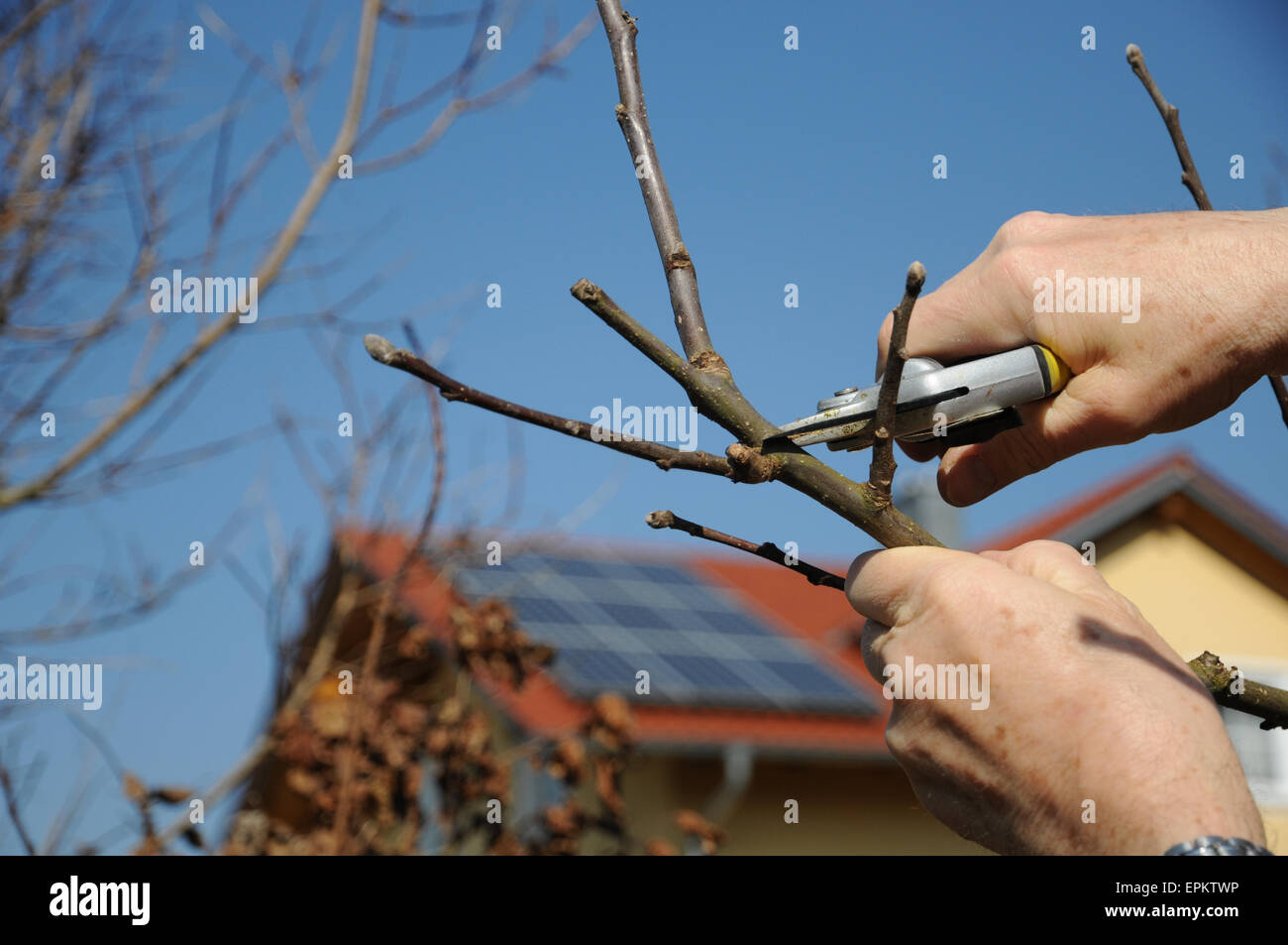 Appletree pruning hi-res stock photography and images - Alamy