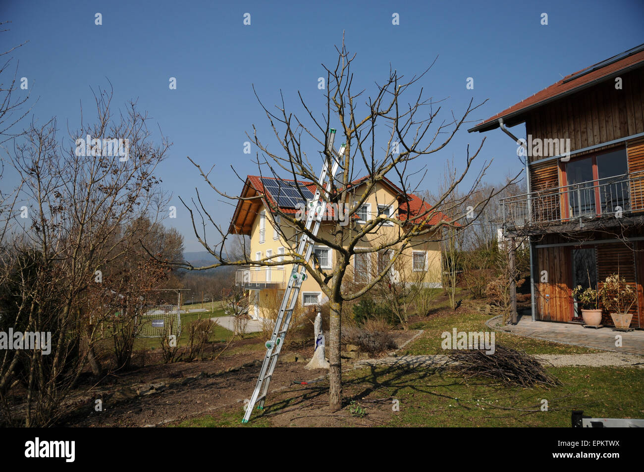 Apple tree pruning Stock Photo - Alamy