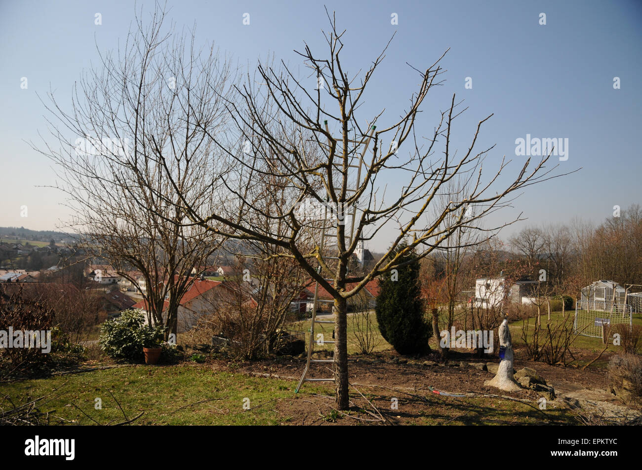 Apple tree pruning Stock Photo - Alamy