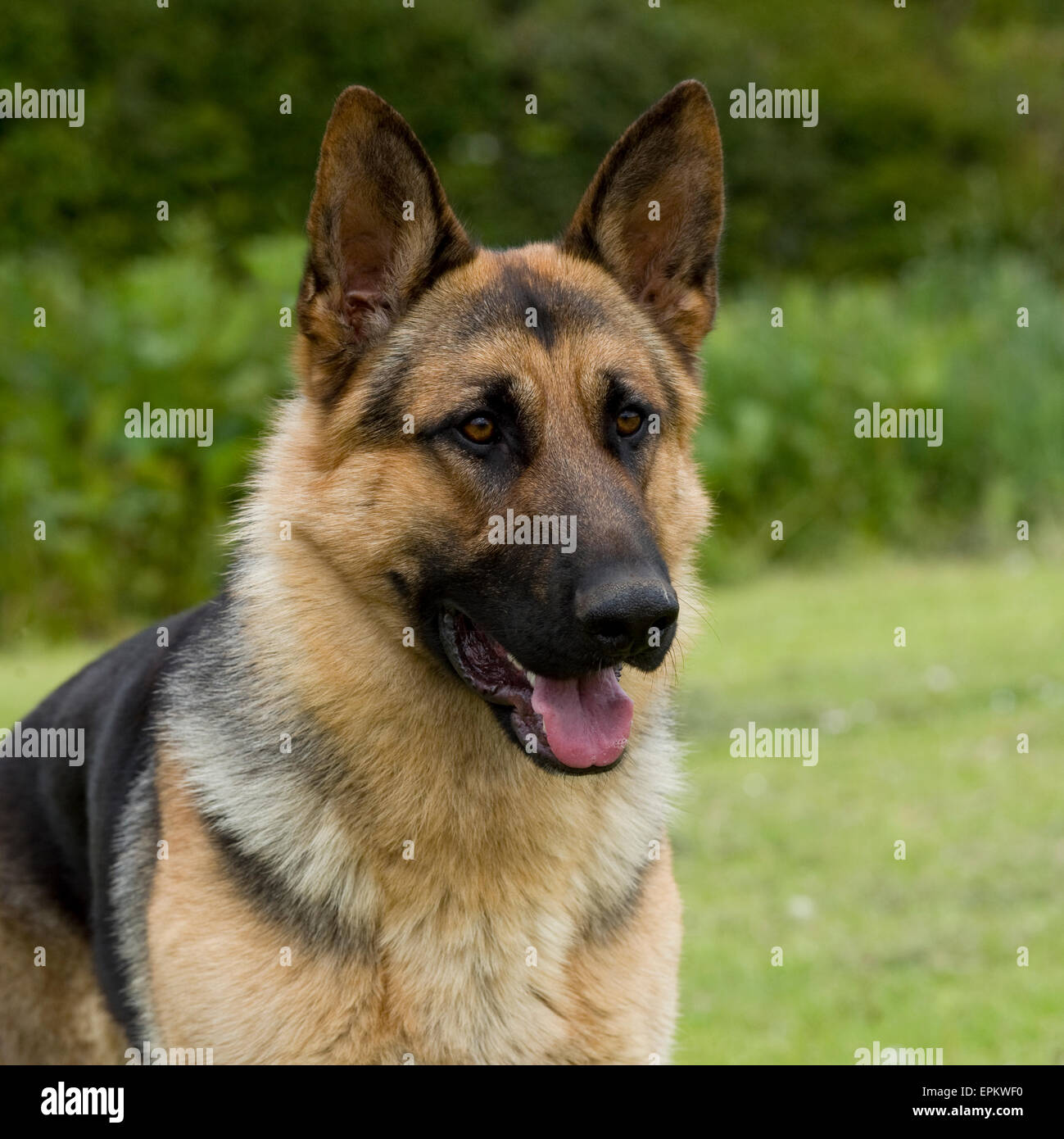 german shepherd dog Stock Photo - Alamy