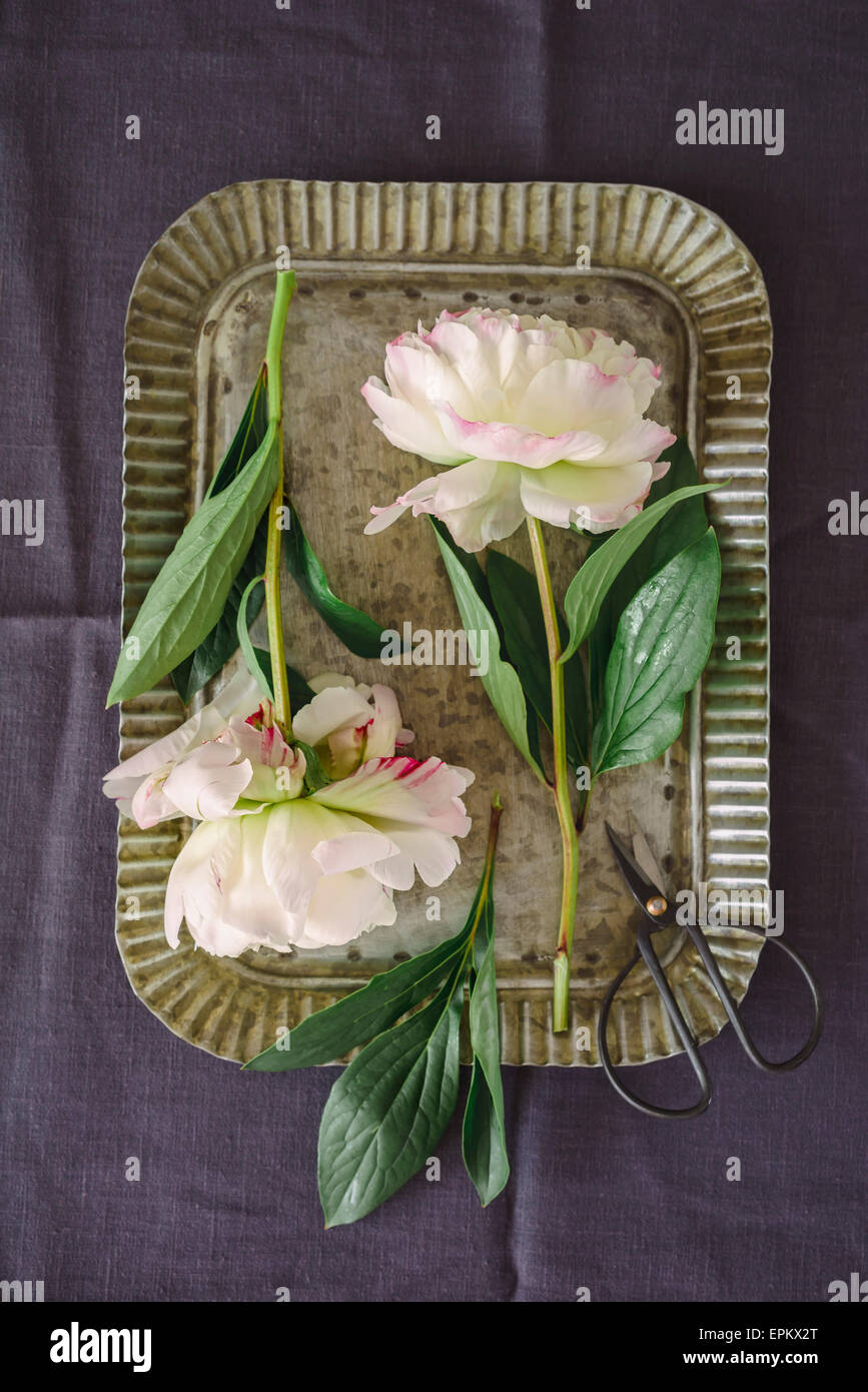 Peonies on old-fashioned tray Stock Photo - Alamy