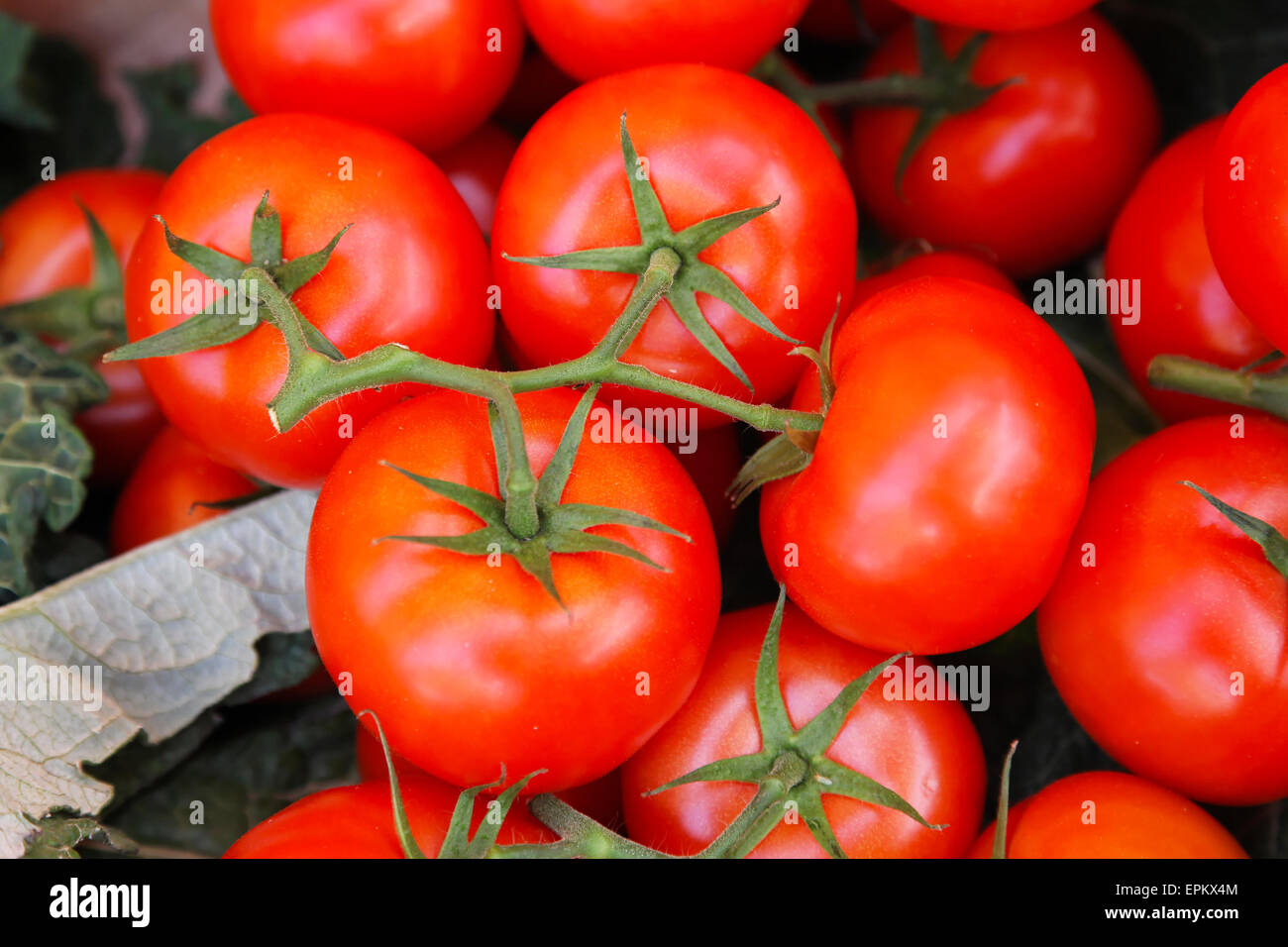 Farmers tomatoes hi-res stock photography and images - Alamy