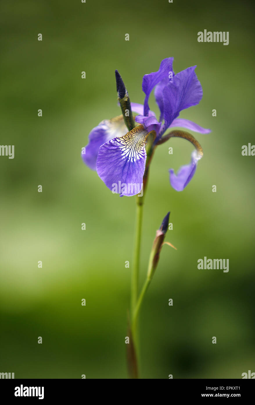 Wild iris bunch hi-res stock photography and images - Alamy