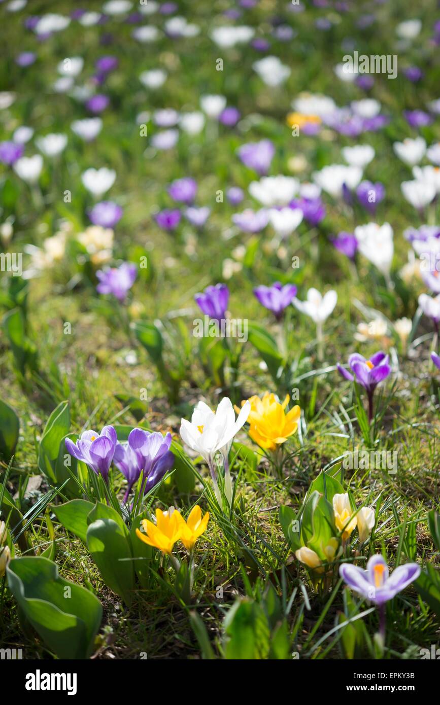 Crocus on a meadow Stock Photo - Alamy