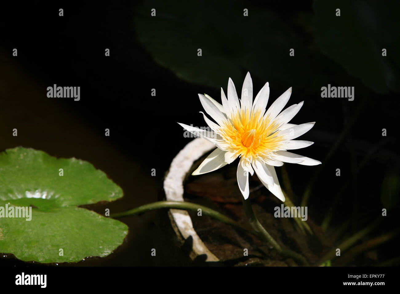 White lotos hi-res stock photography and images - Alamy