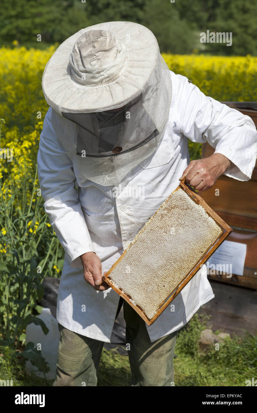 beekeeper at work Stock Photo - Alamy
