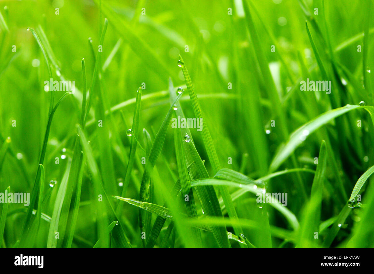 nature background with grass Stock Photo - Alamy