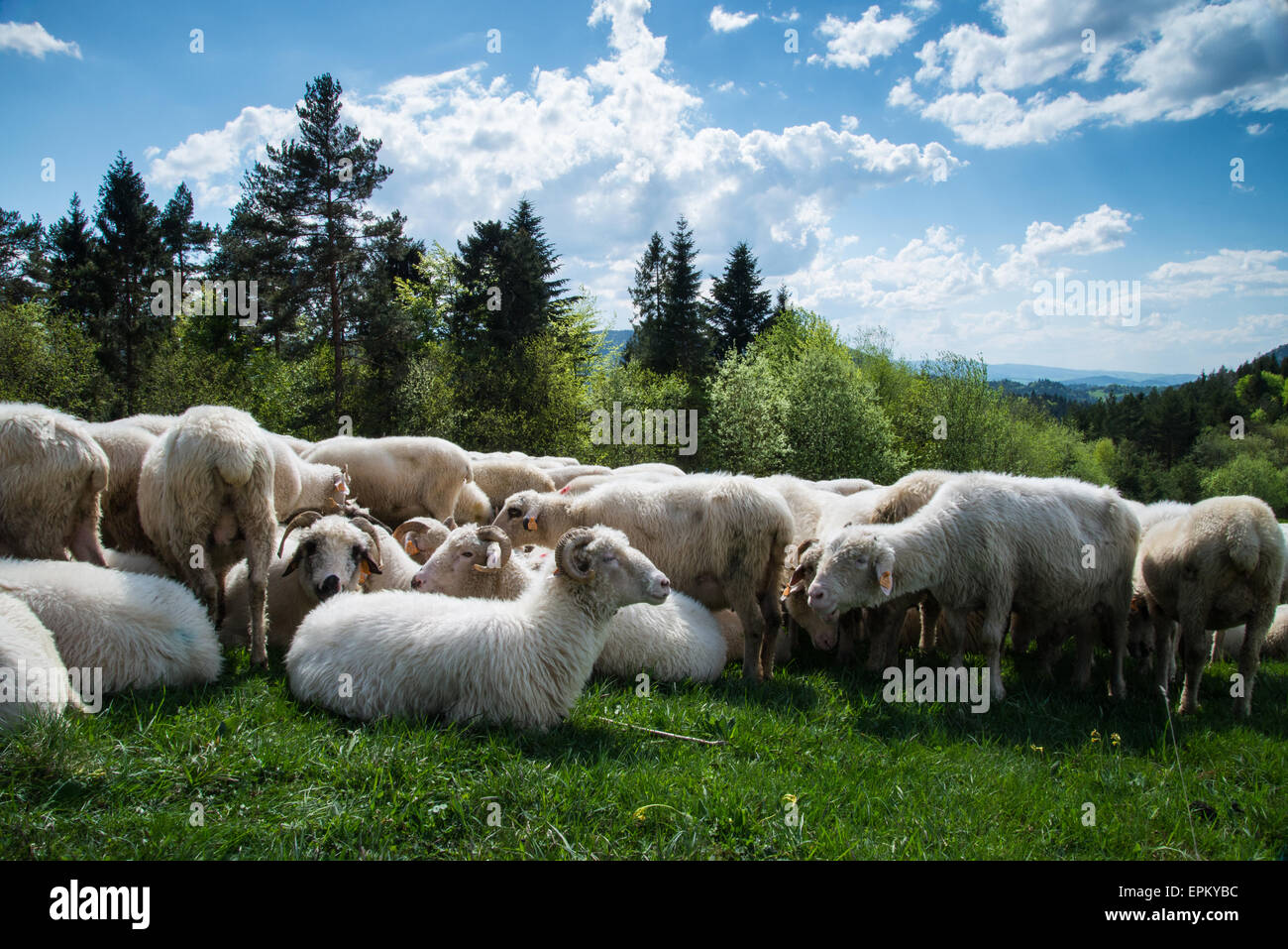 Traditional sheep grazing on hills in polish Tatry mountains region in ...