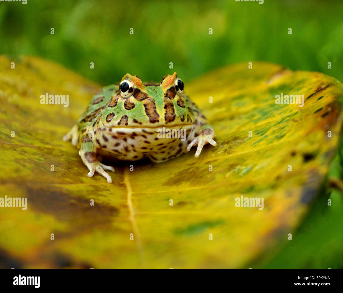 Horned pac man hi-res stock photography and images - Alamy