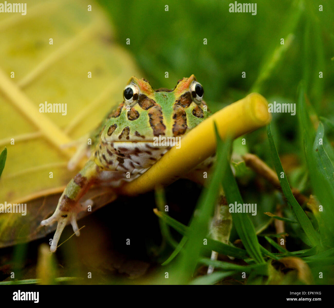 Pac man frog hi-res stock photography and images - Alamy