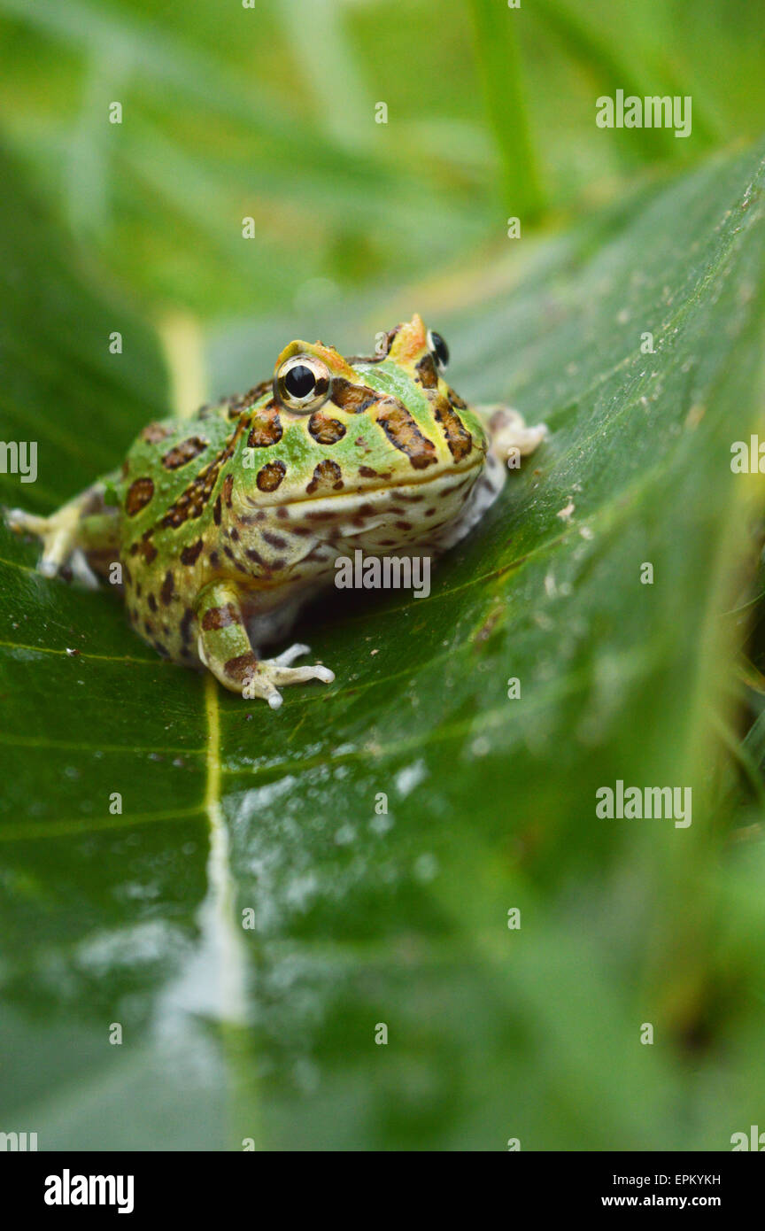 Pac man frog hi-res stock photography and images - Alamy