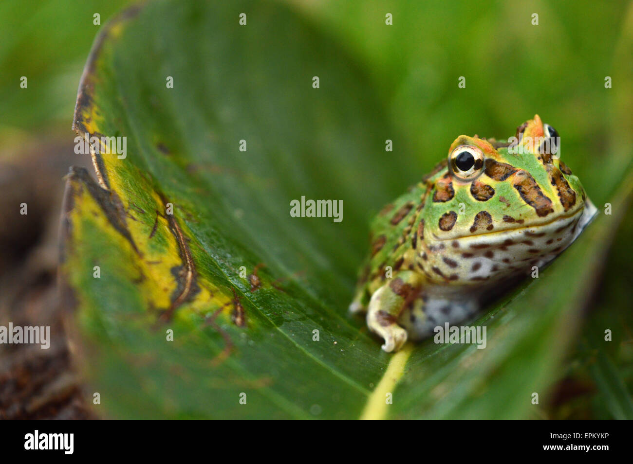 Pac man frog hi-res stock photography and images - Alamy