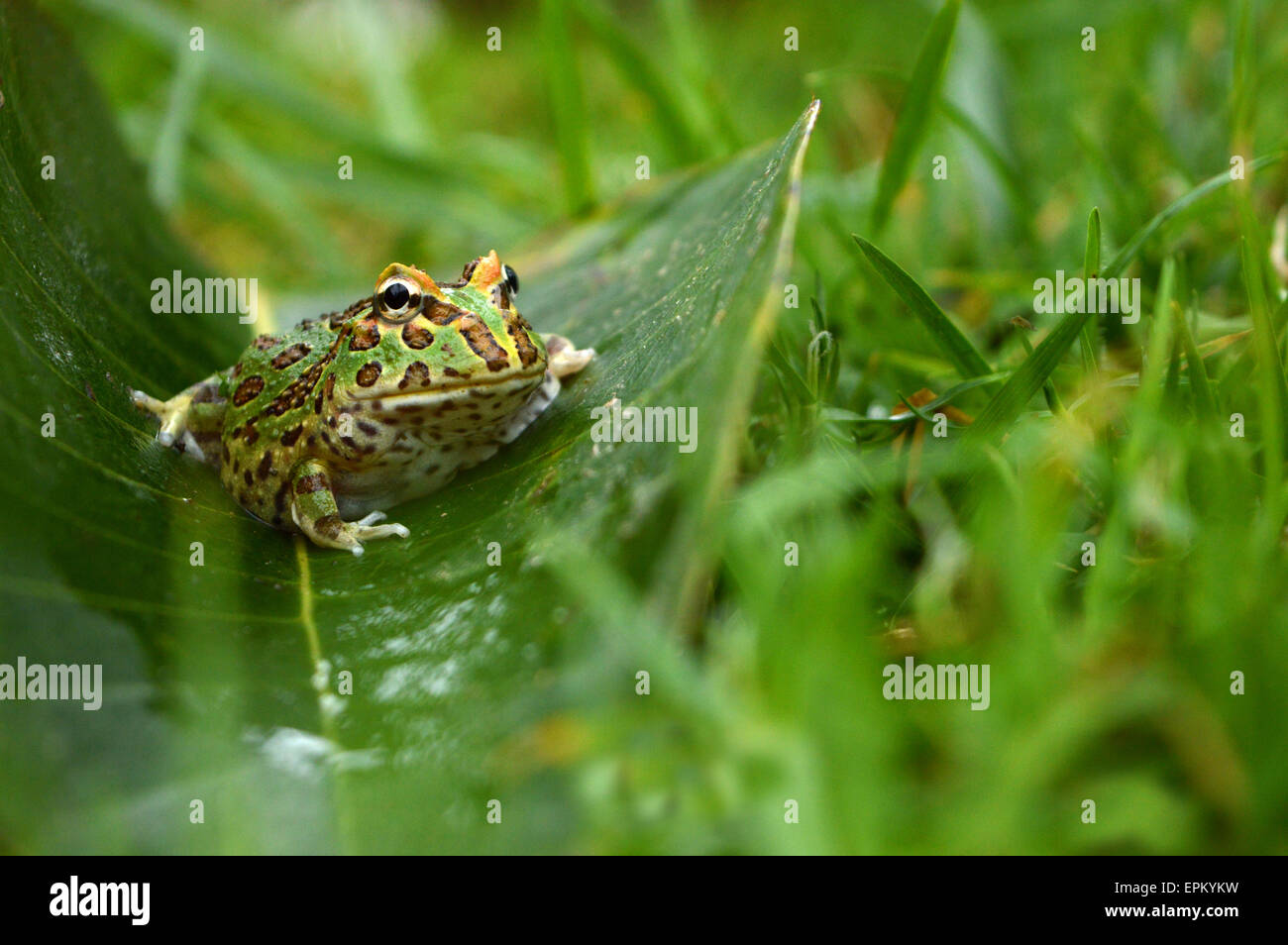 Pac man frog hi-res stock photography and images - Alamy