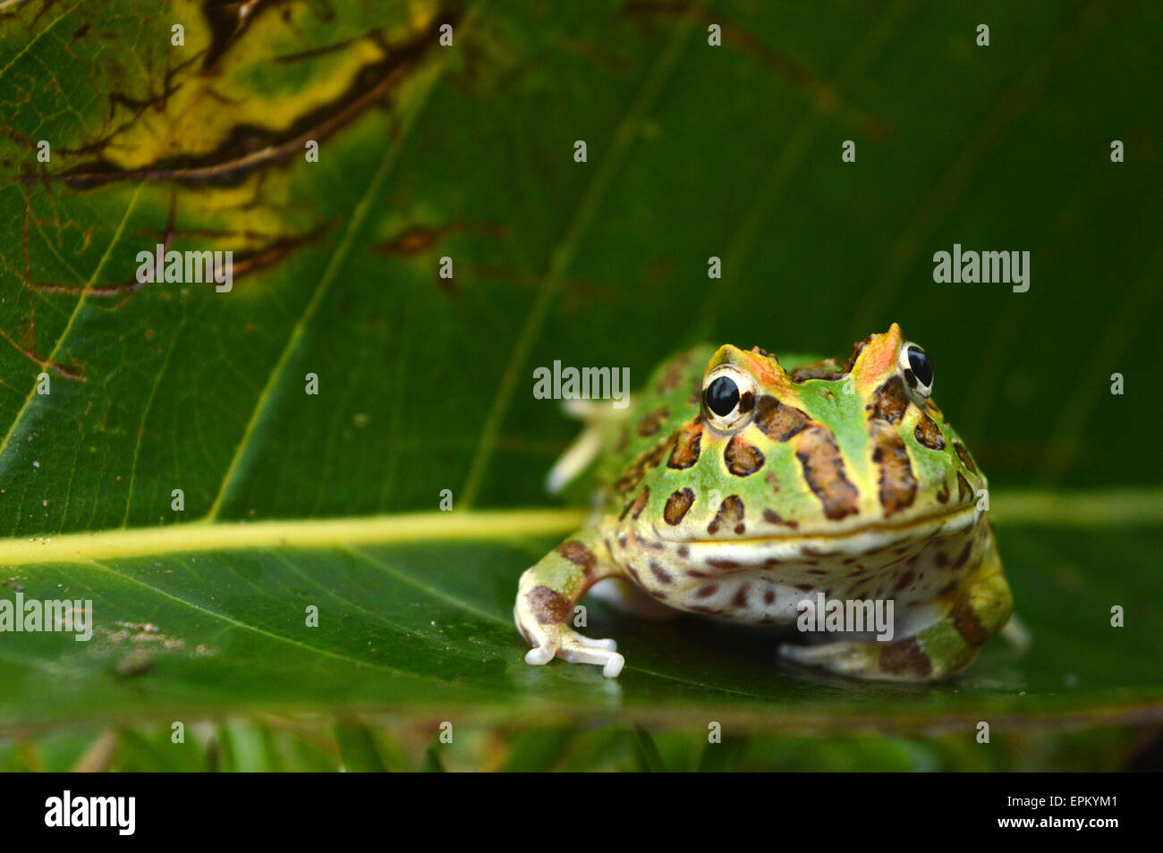 Pac man frog hi-res stock photography and images - Alamy