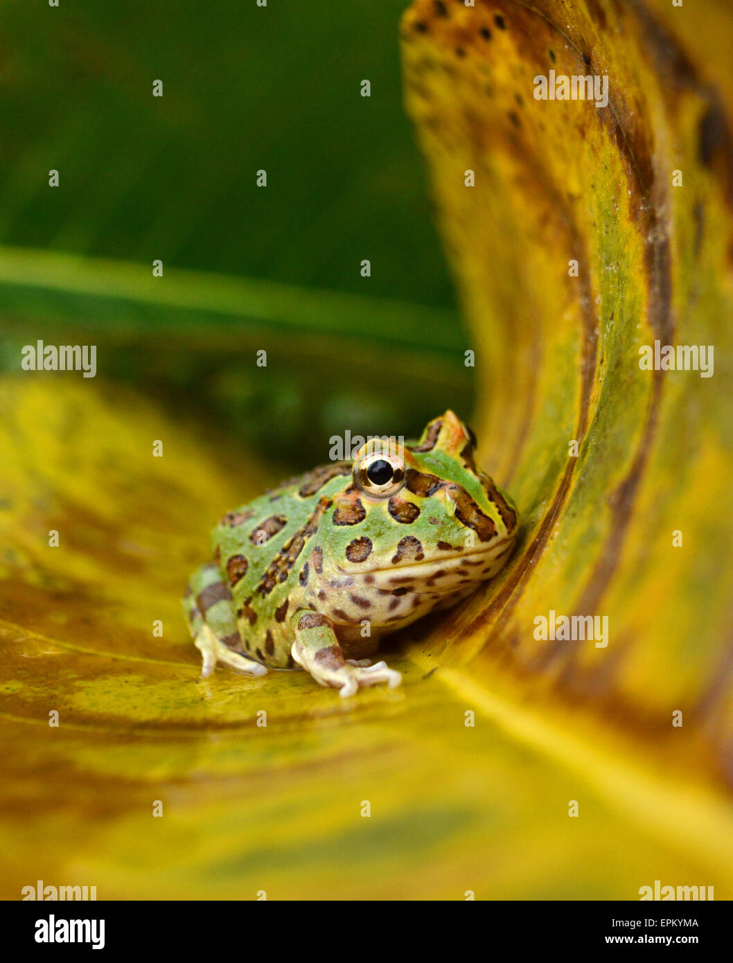 Pac man frog hi-res stock photography and images - Alamy