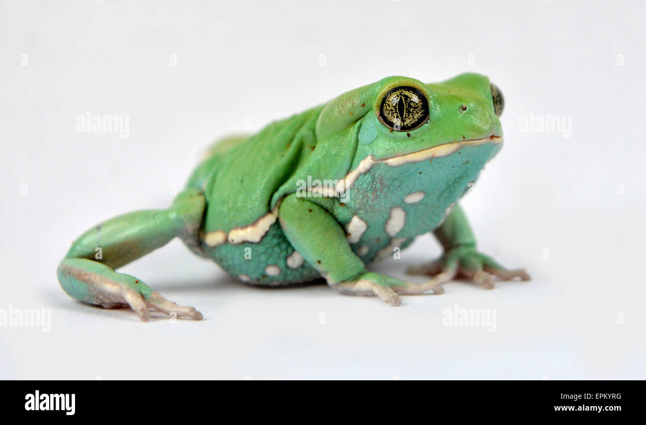 Waxy monkey frog hi-res stock photography and images - Alamy