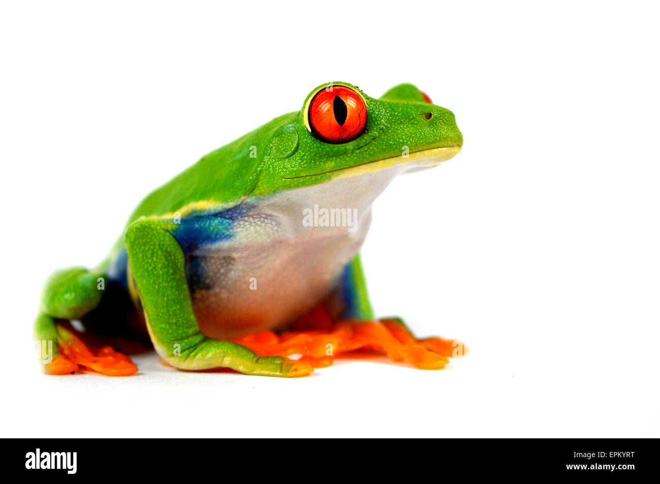 Red eye tree frog hi-res stock photography and images - Alamy