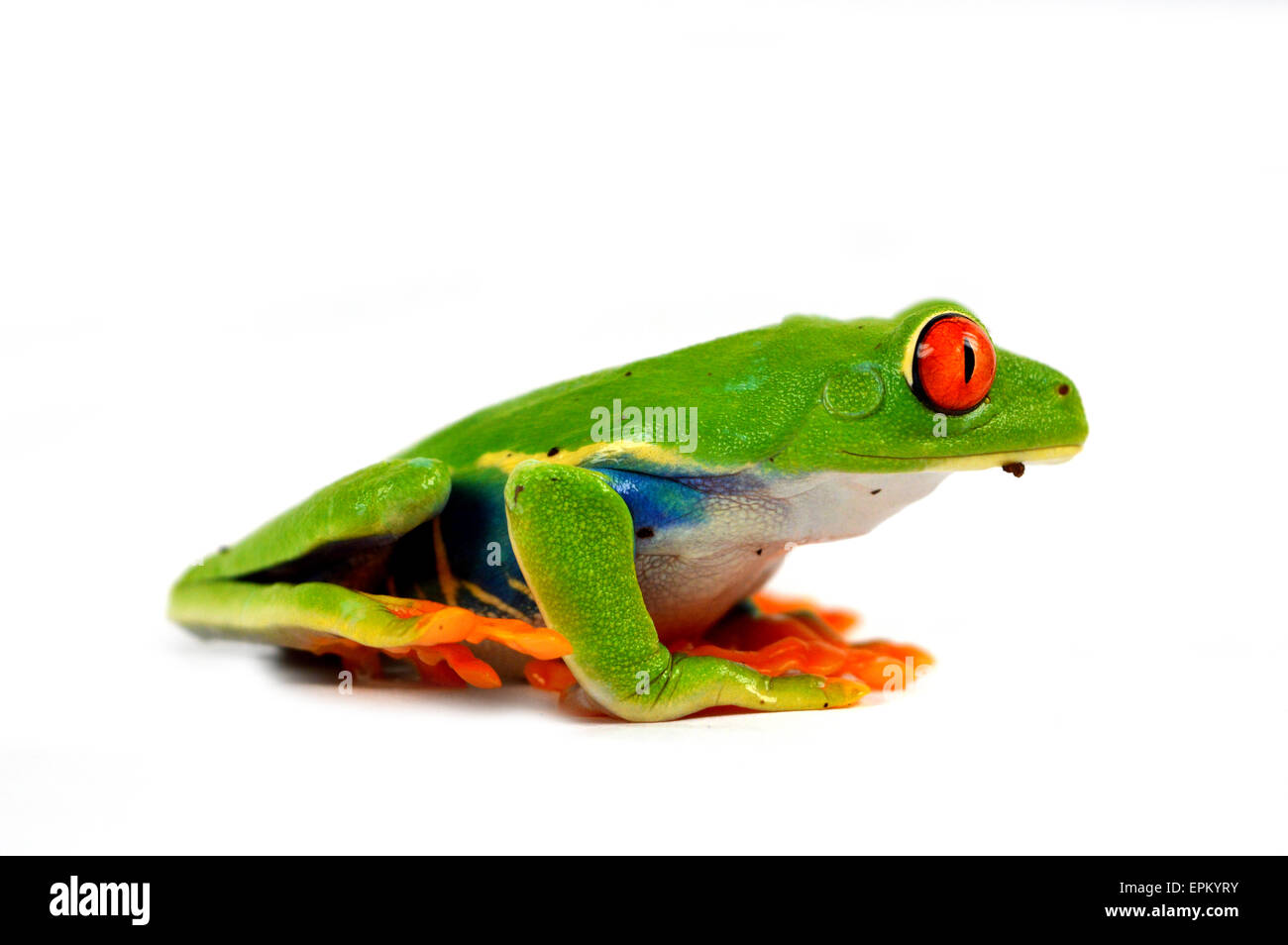 red eye frog Stock Photo - Alamy