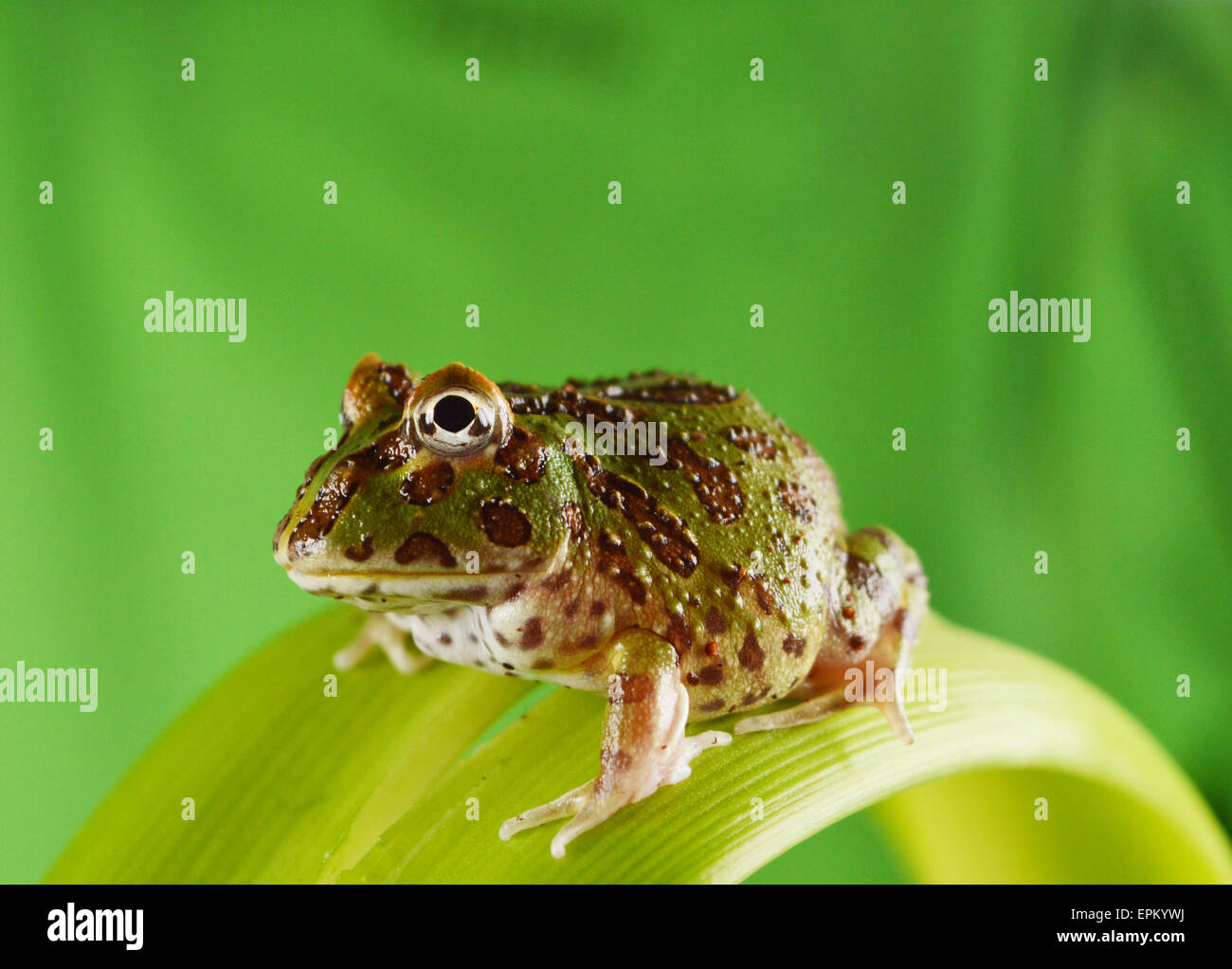 Horned pac man hi-res stock photography and images - Alamy