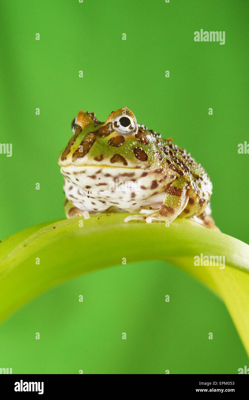 Horned pac man hi-res stock photography and images - Alamy