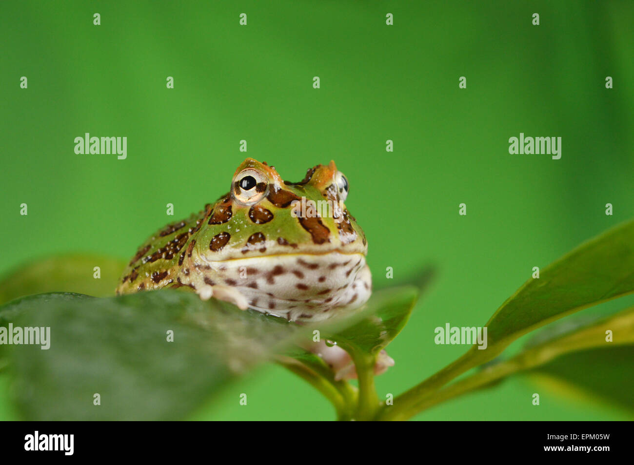 Pac man frog hi-res stock photography and images - Alamy