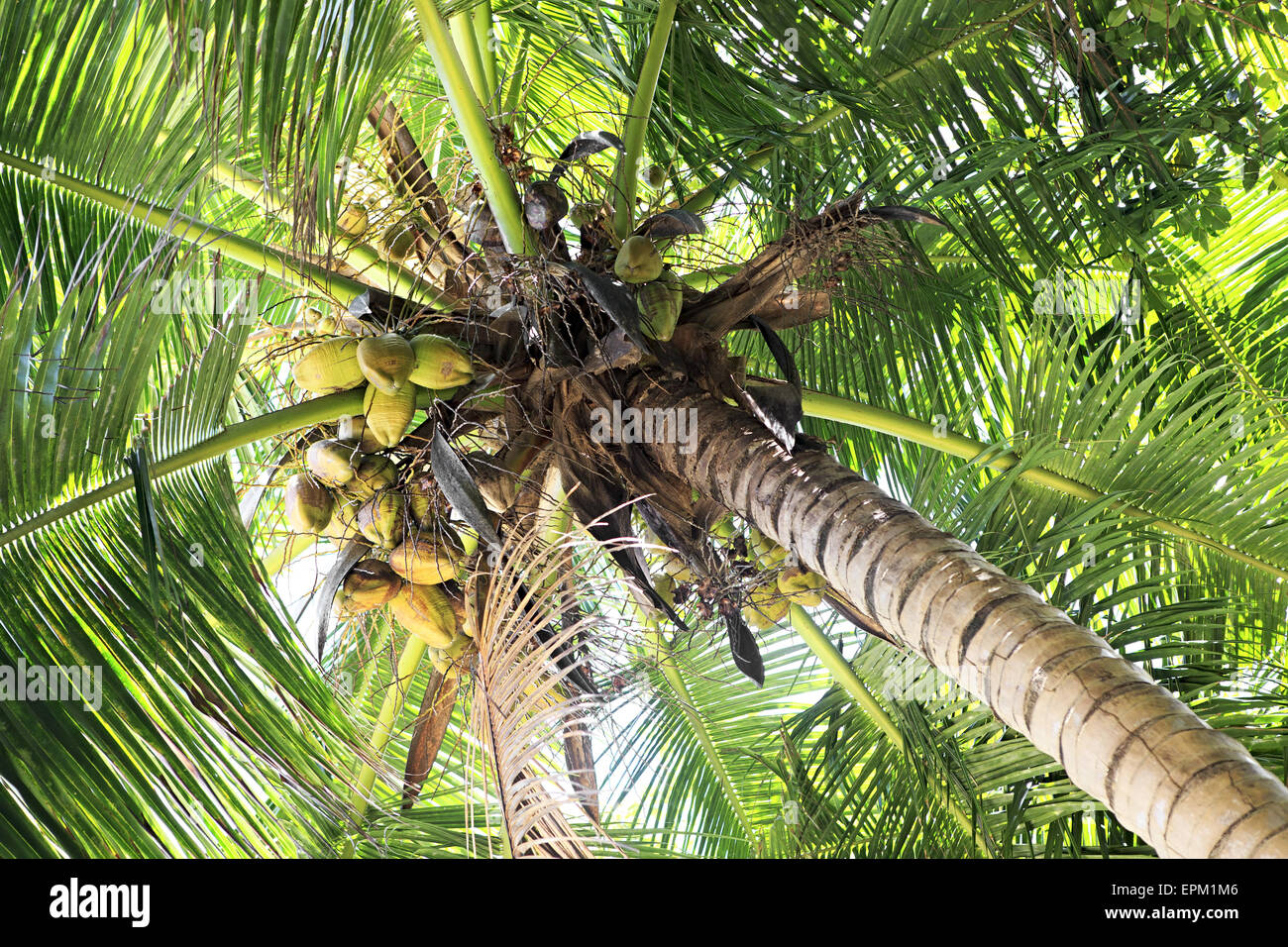 Coconut tree with fruit Stock Photo - Alamy