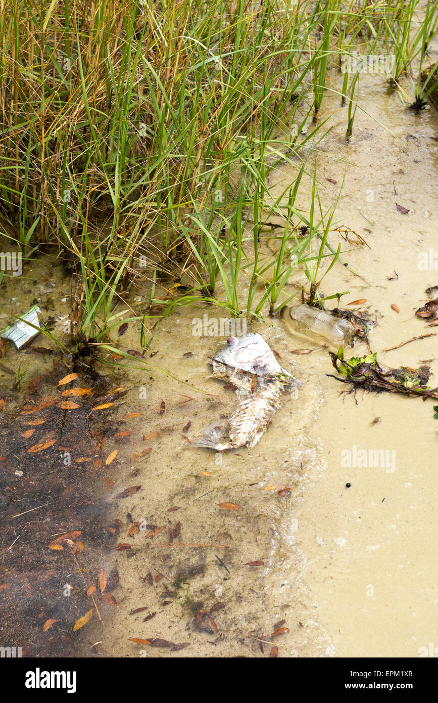 Dead and decaying fish polluting the water along the shoreline Stock ...