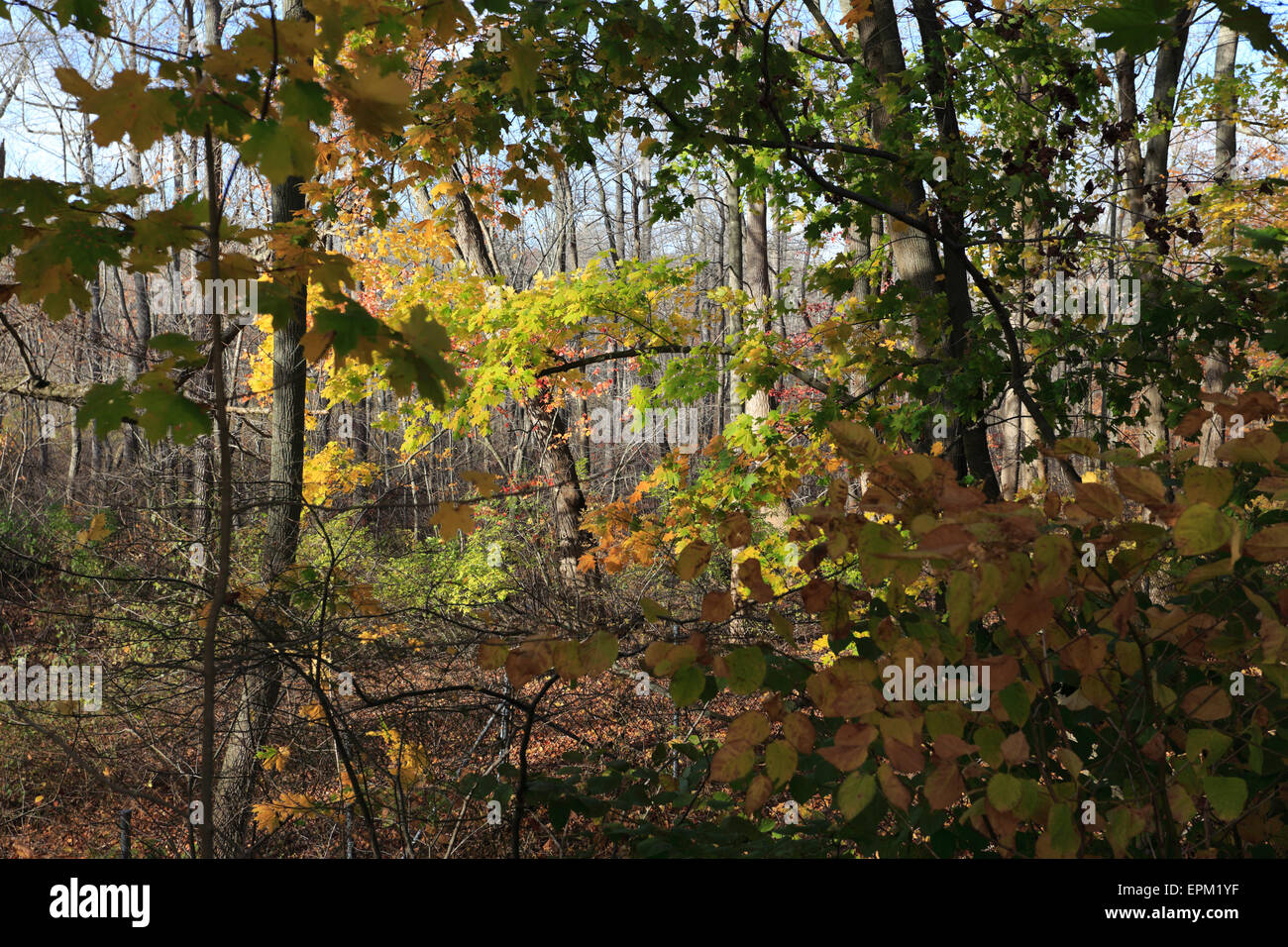 Blydenburgh Park High Resolution Stock Photography and Images - Alamy