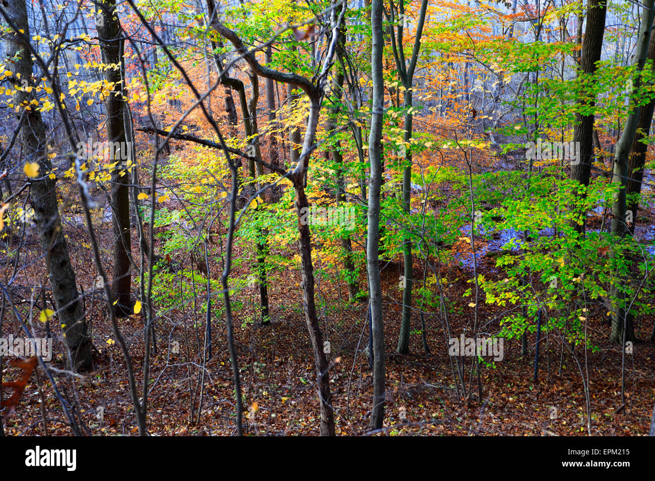 Blydenburgh Park High Resolution Stock Photography and Images - Alamy