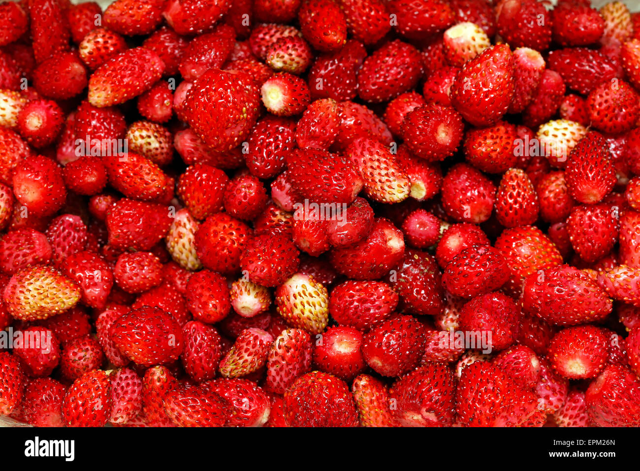 Wild strawberries hi-res stock photography and images - Alamy