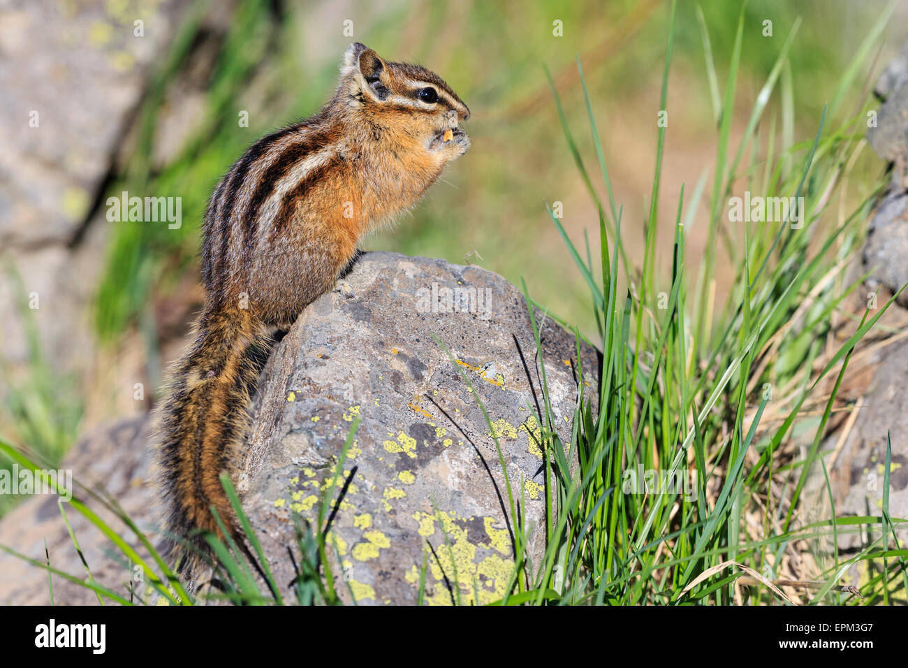 USA, Wyoming, Yellowstone Nationalpark, eating chipmunk Stock Photo - Alamy