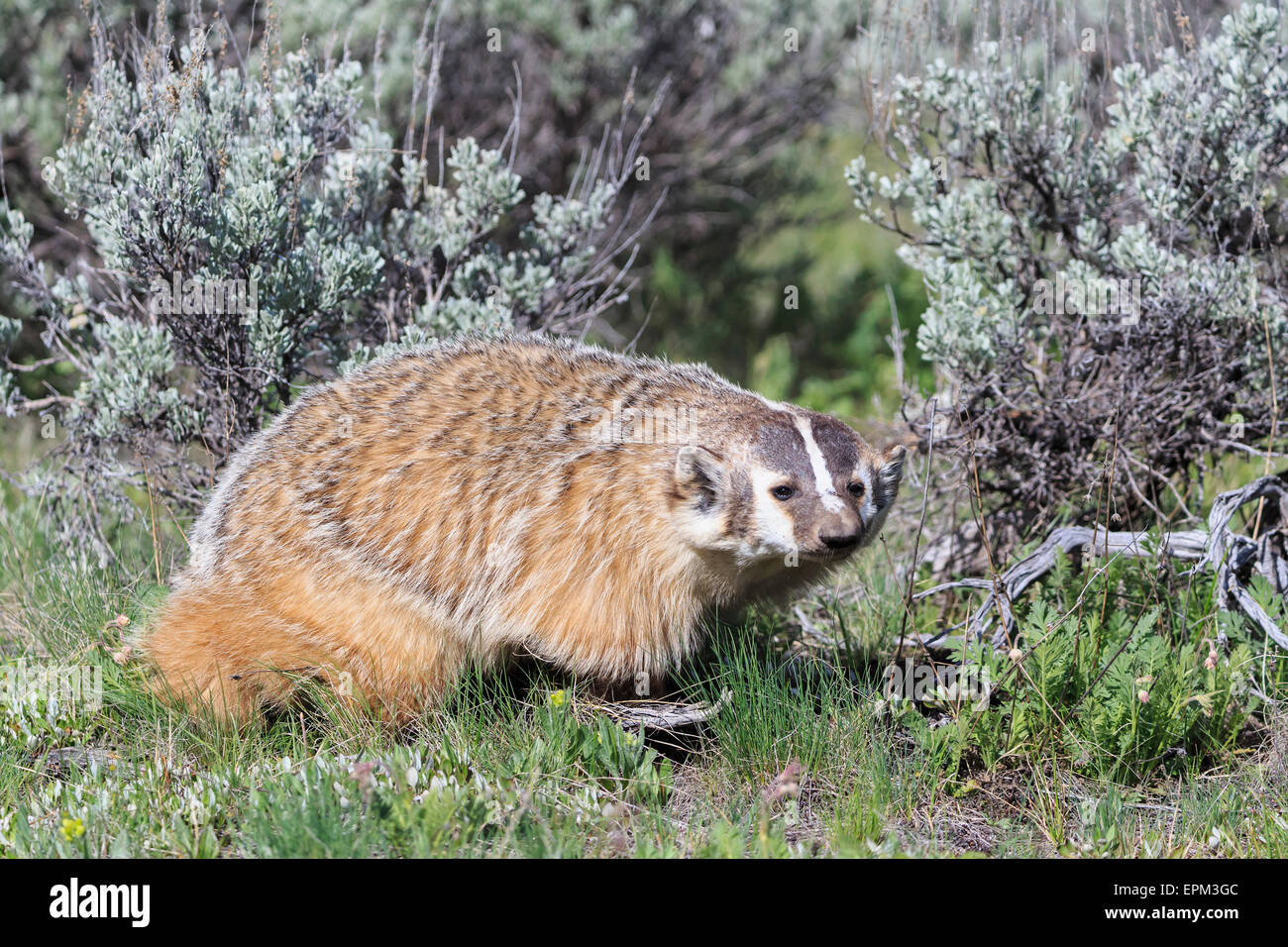 USA, Wyoming, Yellowstone Nationalpark, American badger Stock Photo - Alamy