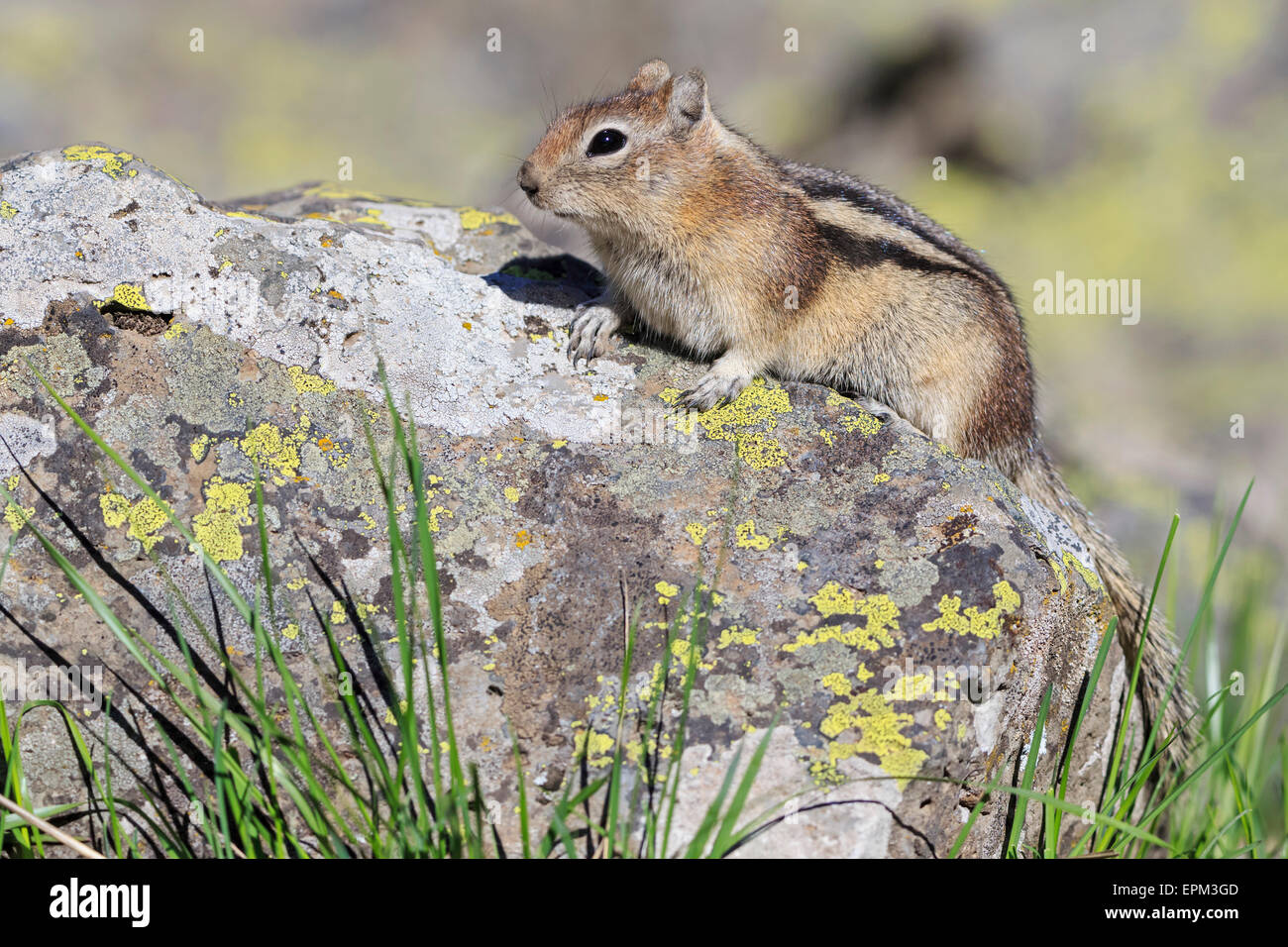 Chipmunk side view hi-res stock photography and images - Alamy