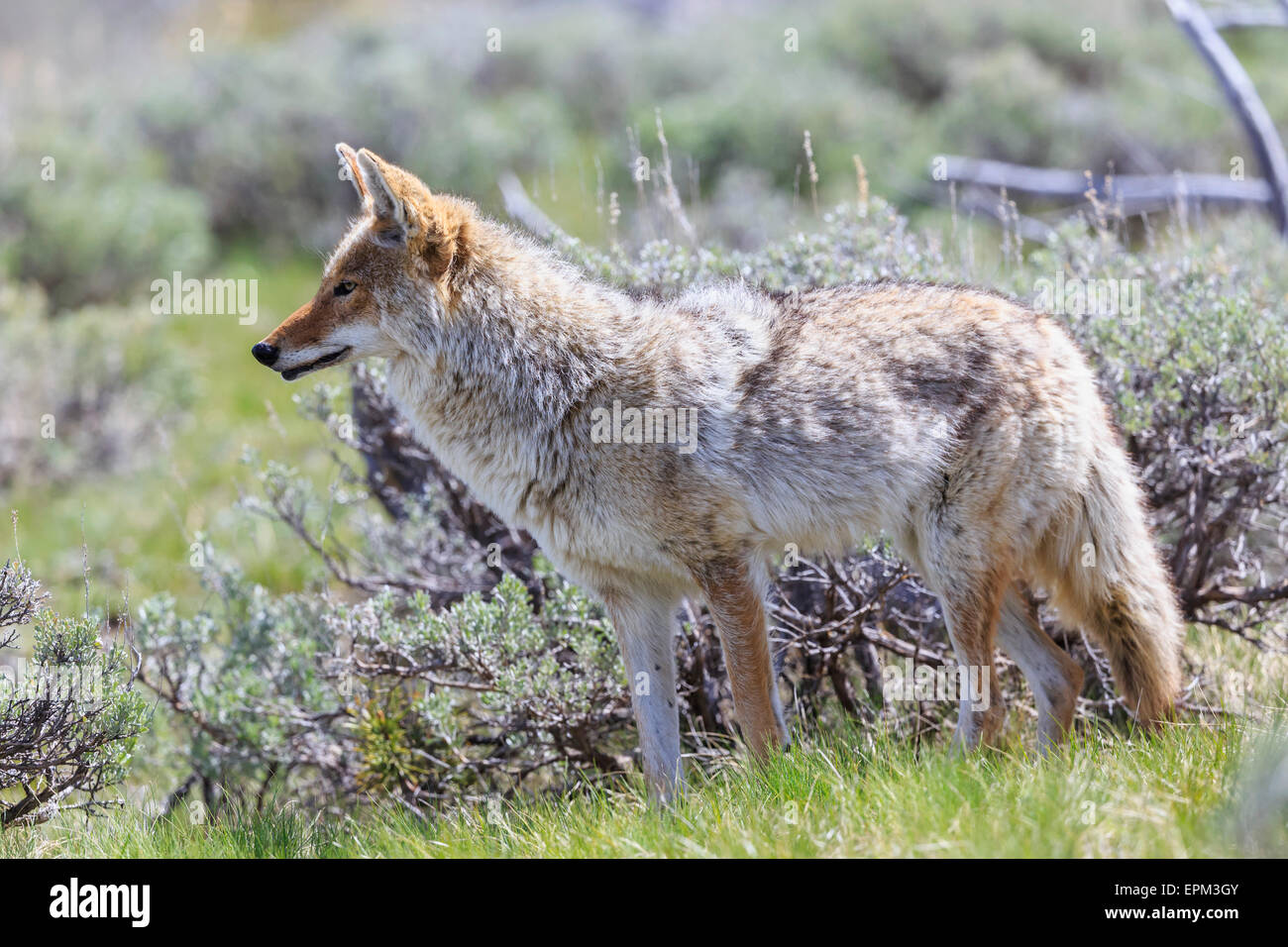 Coyote side hi-res stock photography and images - Alamy