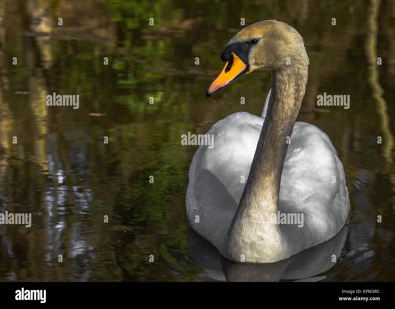 Brown swan bird hi-res stock photography and images - Alamy