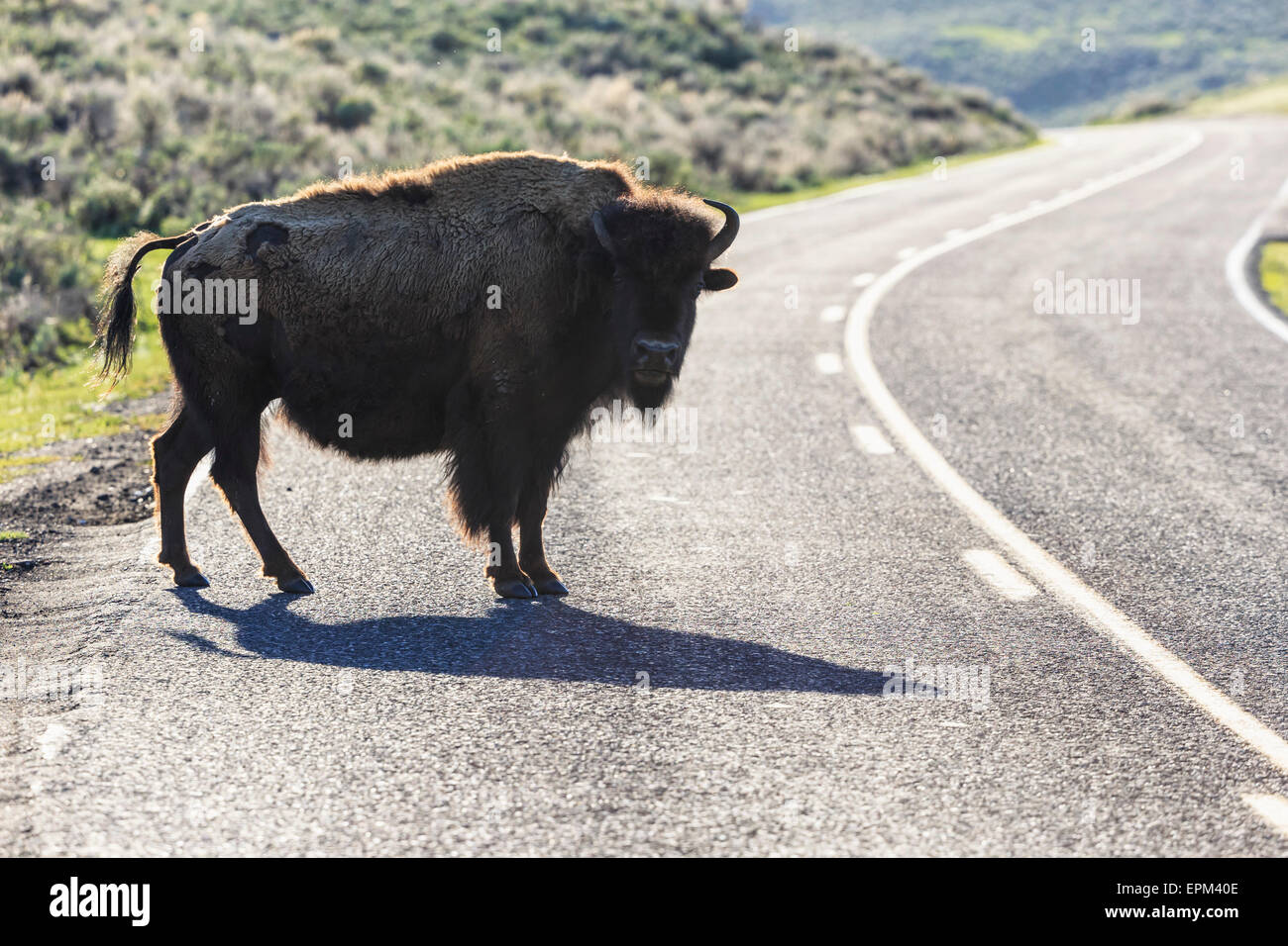 USA, Yellowstone National Park, Bison crossing road Stock Photo - Alamy