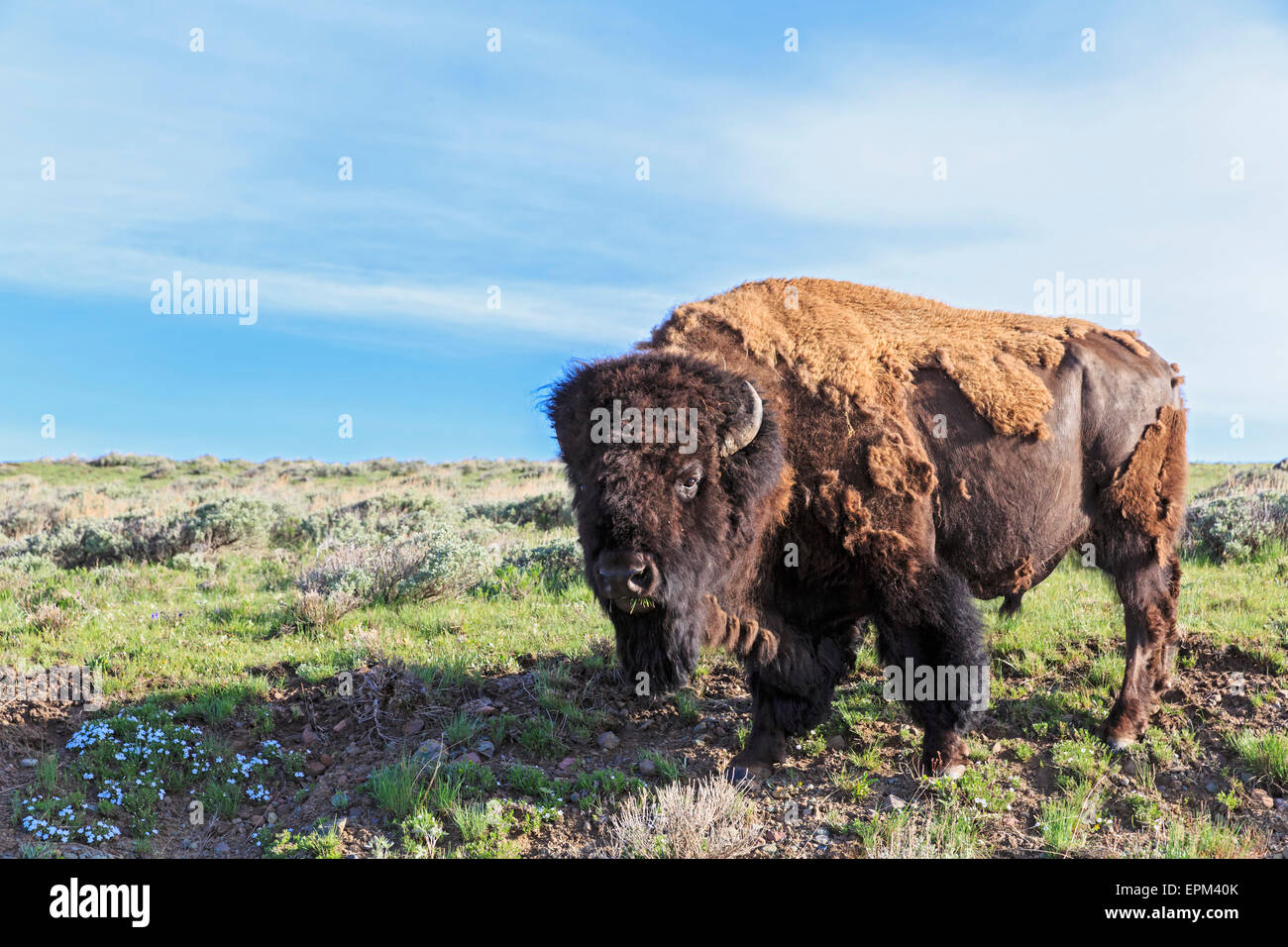 USA, Yellowstone National Park, Buffalo standing on grass Stock Photo ...