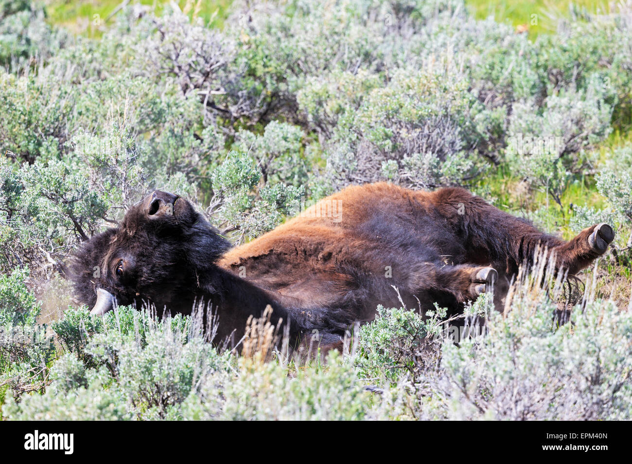 USA, Yellowstone National Park, Buffalo taking dust bath Stock Photo ...